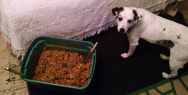 The Foundation Diet for Dogs